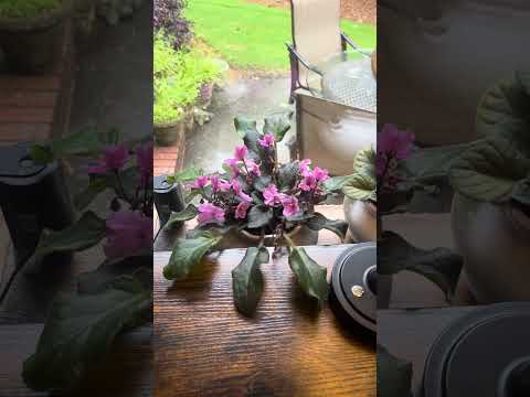 What is in our Keeping Room Window? #dailydose #dothingsyoudontwanttodo #homedecor