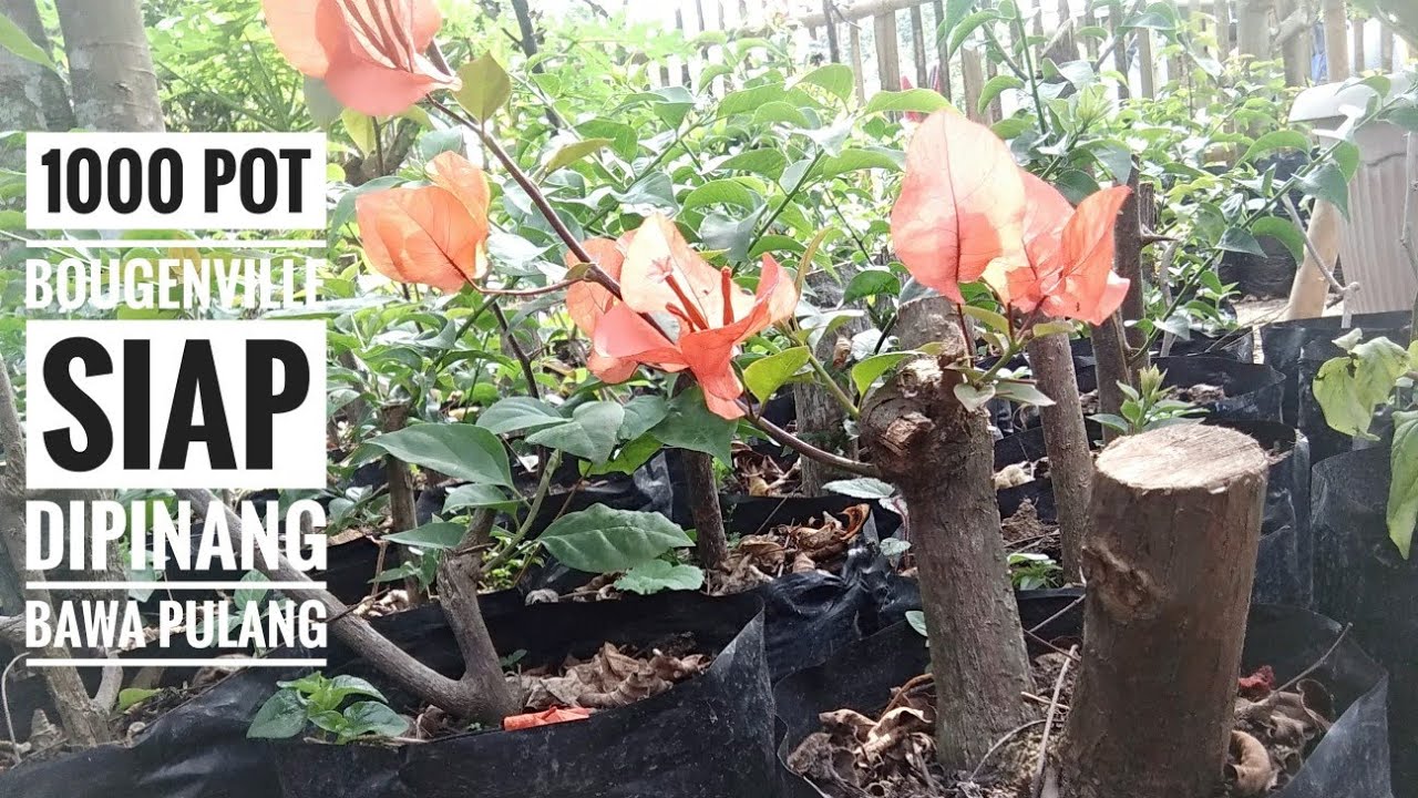 JUAL GROSIR 1000 STEK BATANG BOUGENVILLE KEMBANG KERTAS