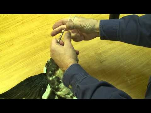 wiring wing flying waterfowl mount.mp4