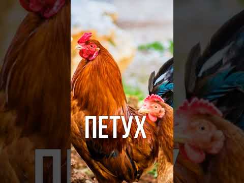 How to say rooster in Russian #russianlanguage