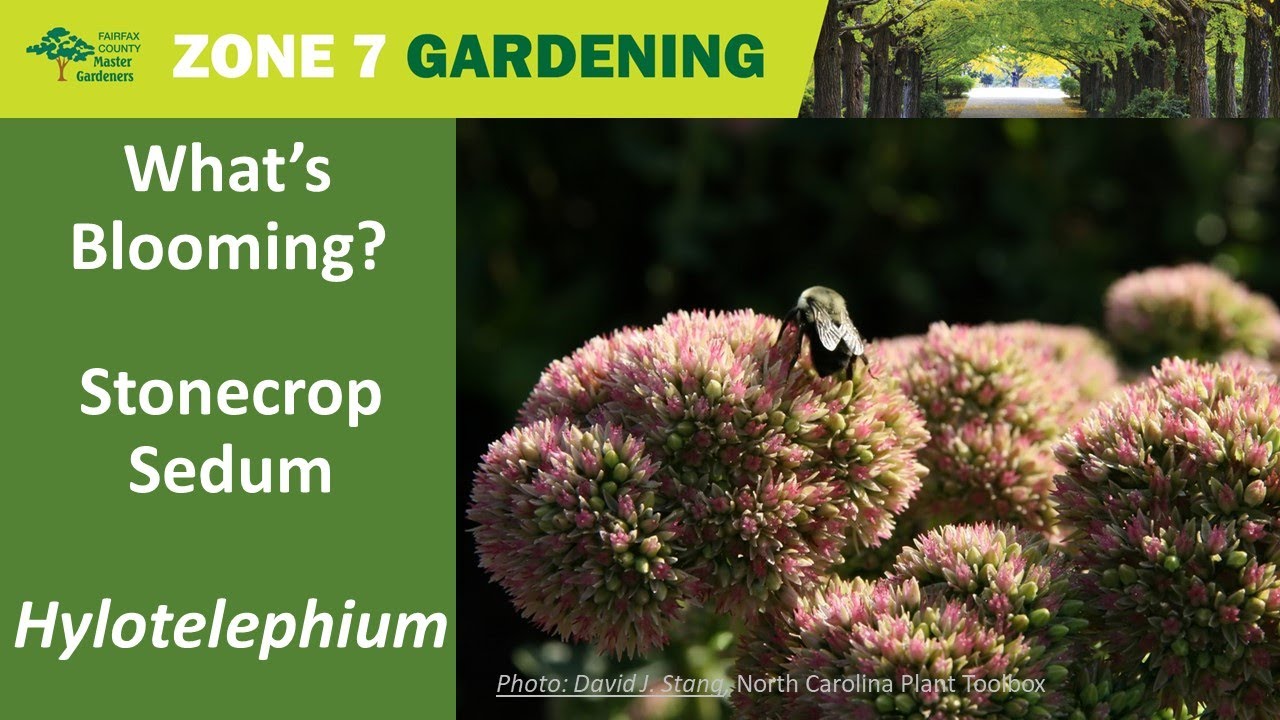 Stonecrop Sedum