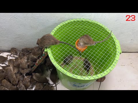 Rat video \ mouse traps \ How to make a simple and effective mouse trap II