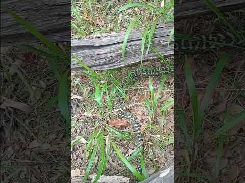 Relocation of carpet python
