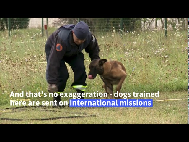 A life-saving 'game': Bosnia trains world's mine-detecting dogs