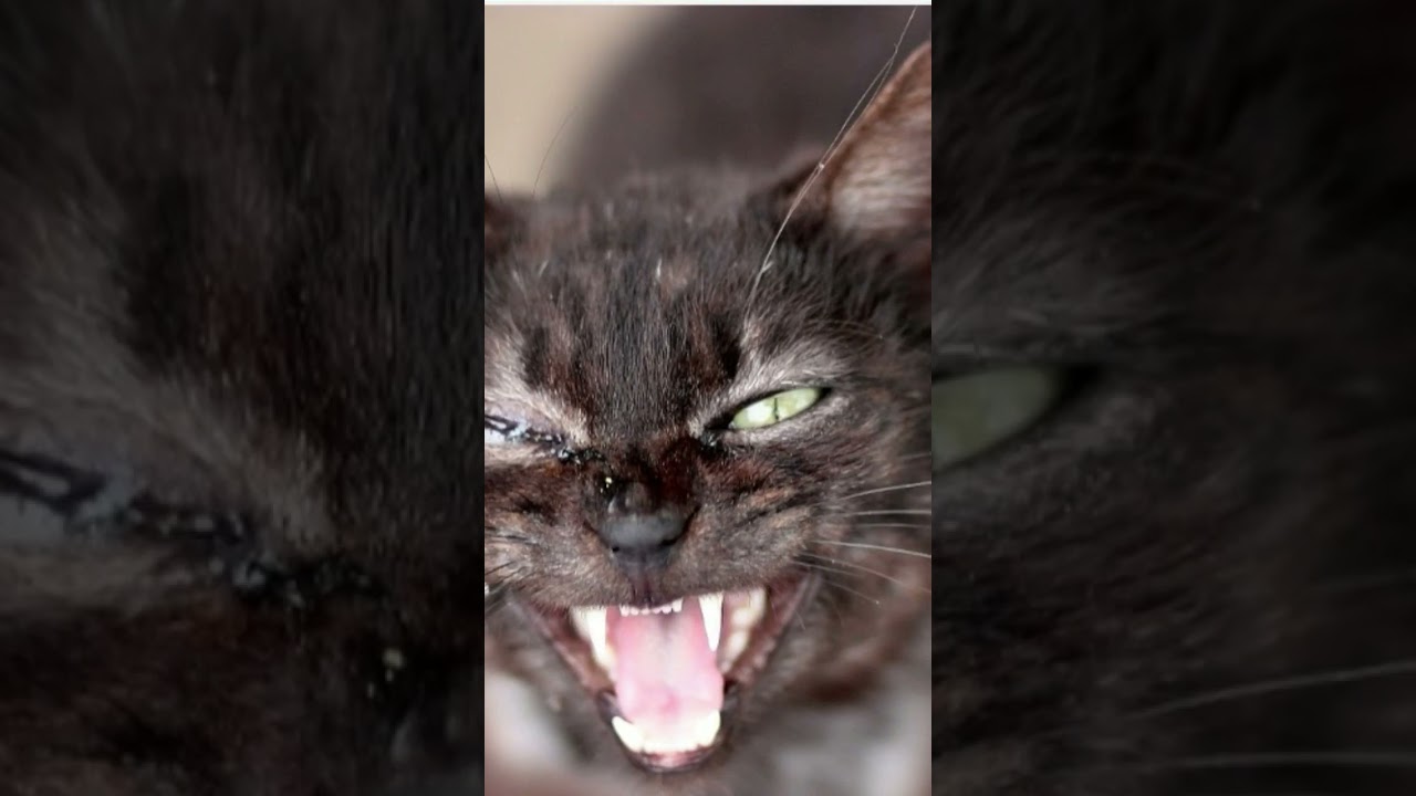 #cat #scroll #like #subscribe