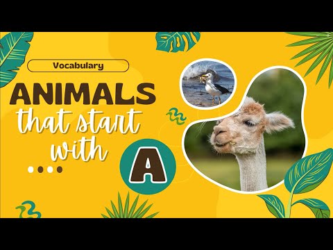 Animals that start with the letter A | Vocabulary + Quiz