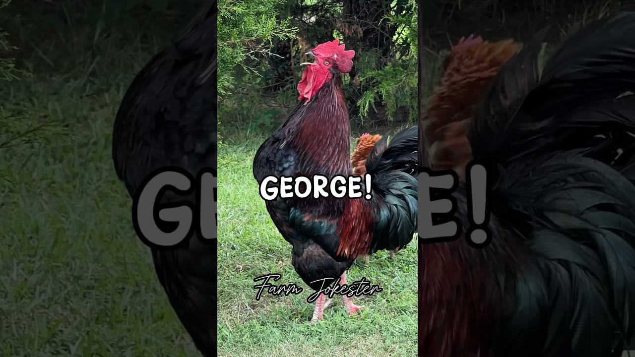 George!, Oh Jorge! George!  #george #jorge #rooster #chickens #comedy #nameyellingchicken