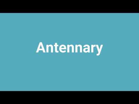 'Antennary' Meaning and Pronunciation