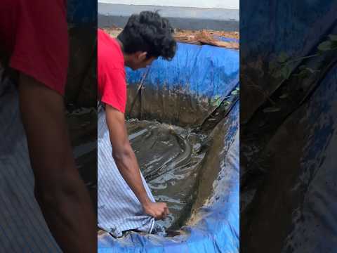 alligator🐊 gar 🔥|#shorts #fish #alligator #shortfeed