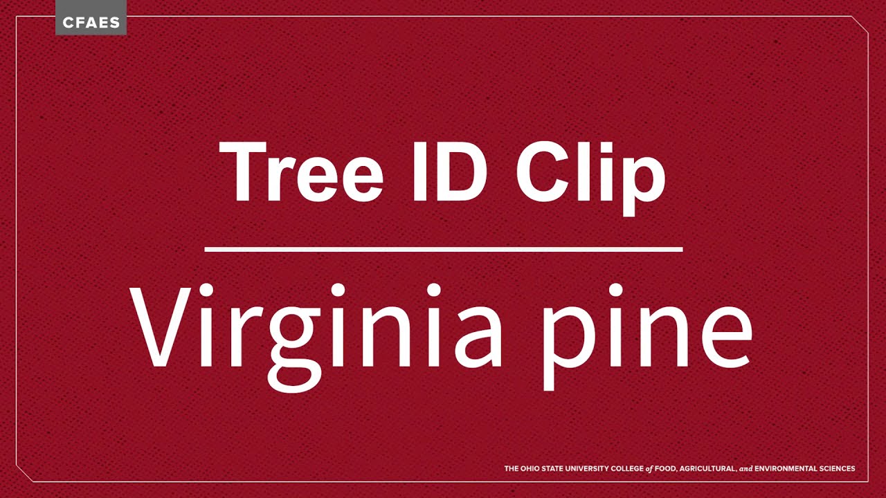 Tree ID Clip: Virginia pine