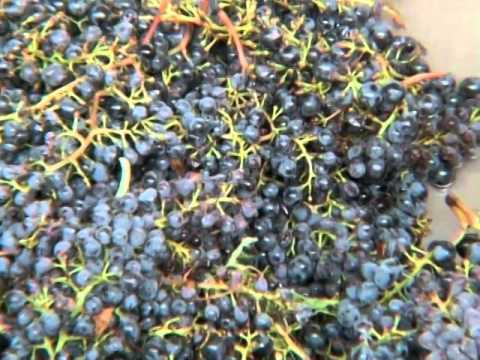 Cantine Leonardo English trailer