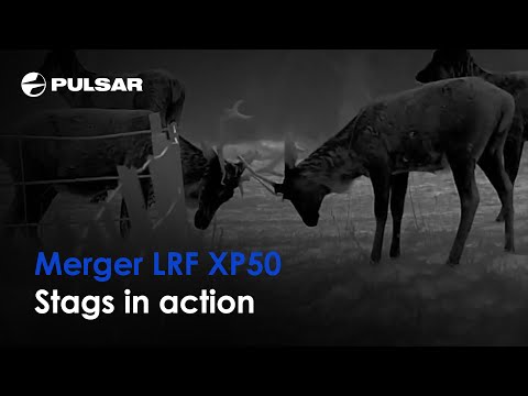 Merger LRF XP50 | Stags in action | By Lee Perryman