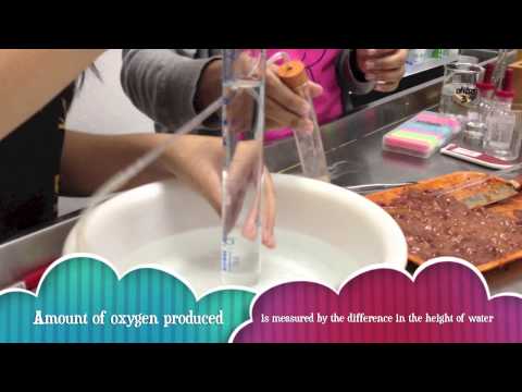 Catalase enzyme reaction