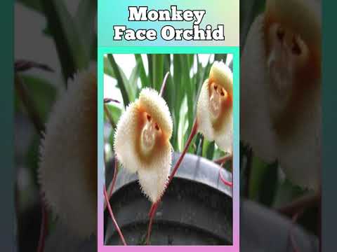 Monkey Face Orchid 🐵 #shorts