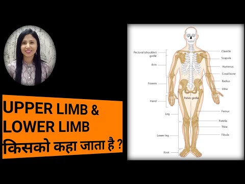 WHAT ARE UPPER LIMBS AND LOWER LIMBS| UPPER LIMB AND LOWER LIMB MEANING| 2023| HINDI| URDU, #anatomy