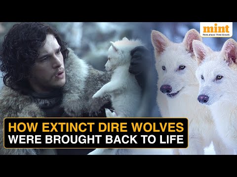 Meet Remus, Romulus & Khaleesi: ‘Game Of Thrones’ Dire wolves-like ...