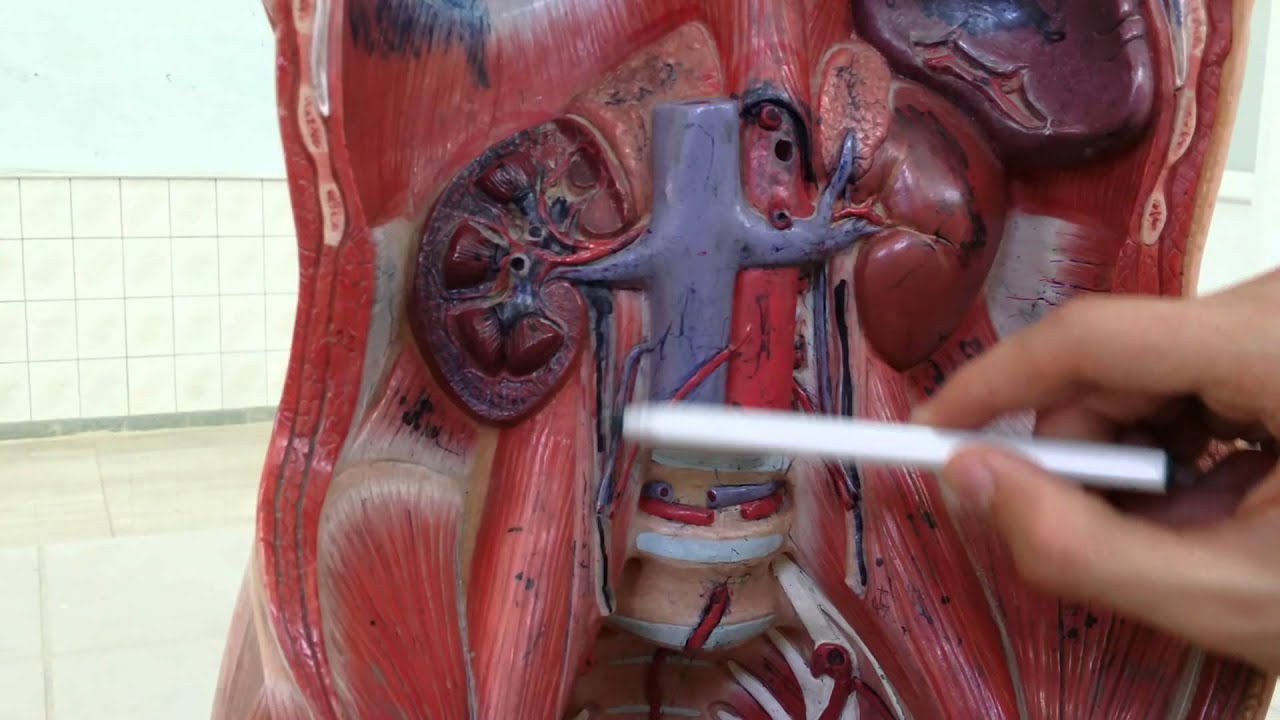 Abdominal Cavity Model #1