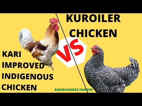 KARI Chicken VS Kuroiler Chicken|Poultry farming in Kenya