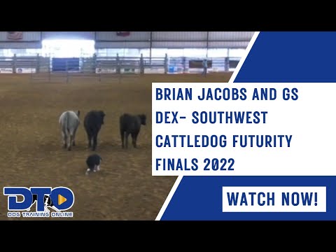 Brian Jacobs and GS DEX- Southwest Cattledog Futurity Finals 2022