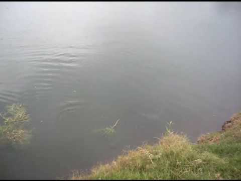 Sharks attack golf course in Australia | Trailsurfers