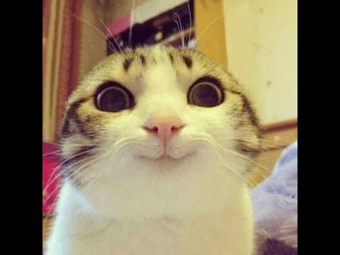 ????STUMBLE GUYS X BRAWLHALLA LIVE TAMIL 18+ #BRAWLHALLA #STUMBLEGUYS #tamilgamer #stumbleguystamil