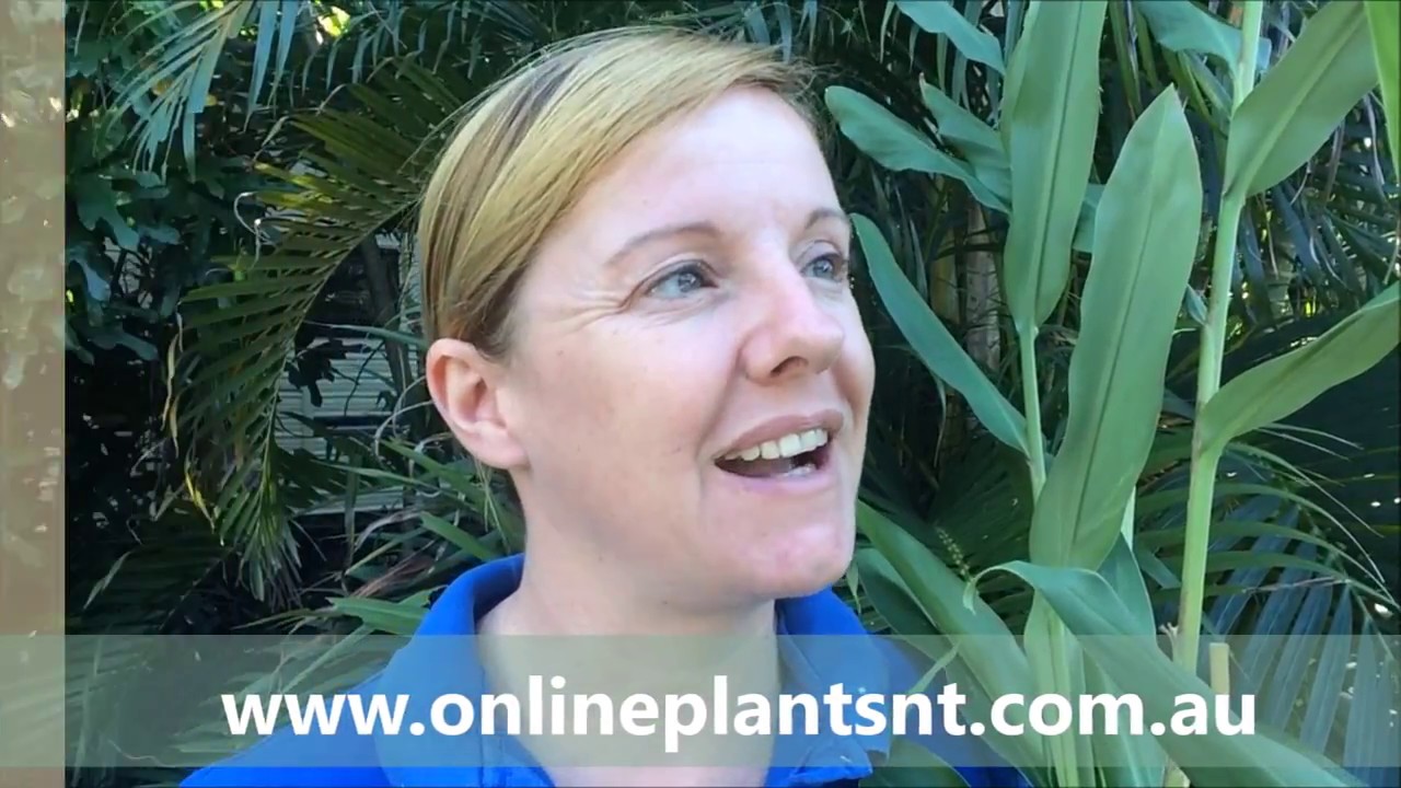 How to propagate Hedychium Coronarium (ornamental ginger)