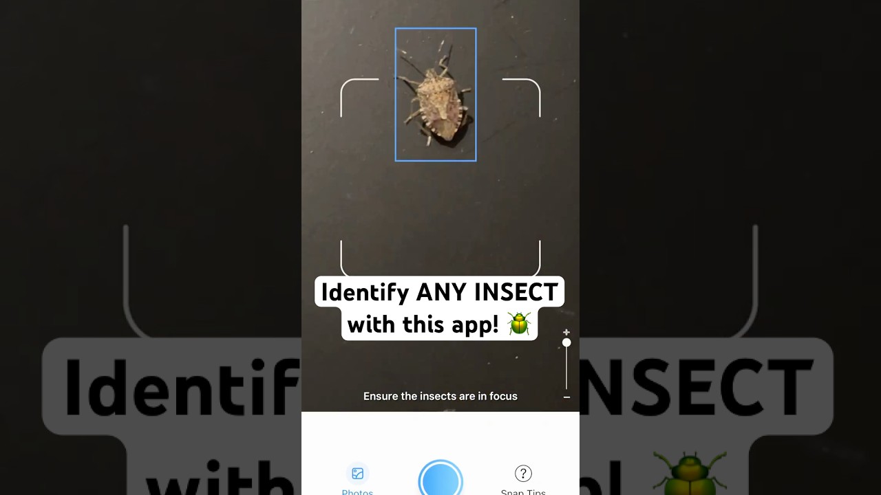 Identify any insect with this app!