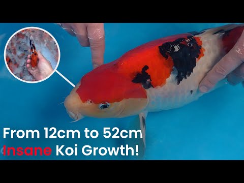 Incredible Beni, Sumi & Body Structure – Sanke Koi Analysis