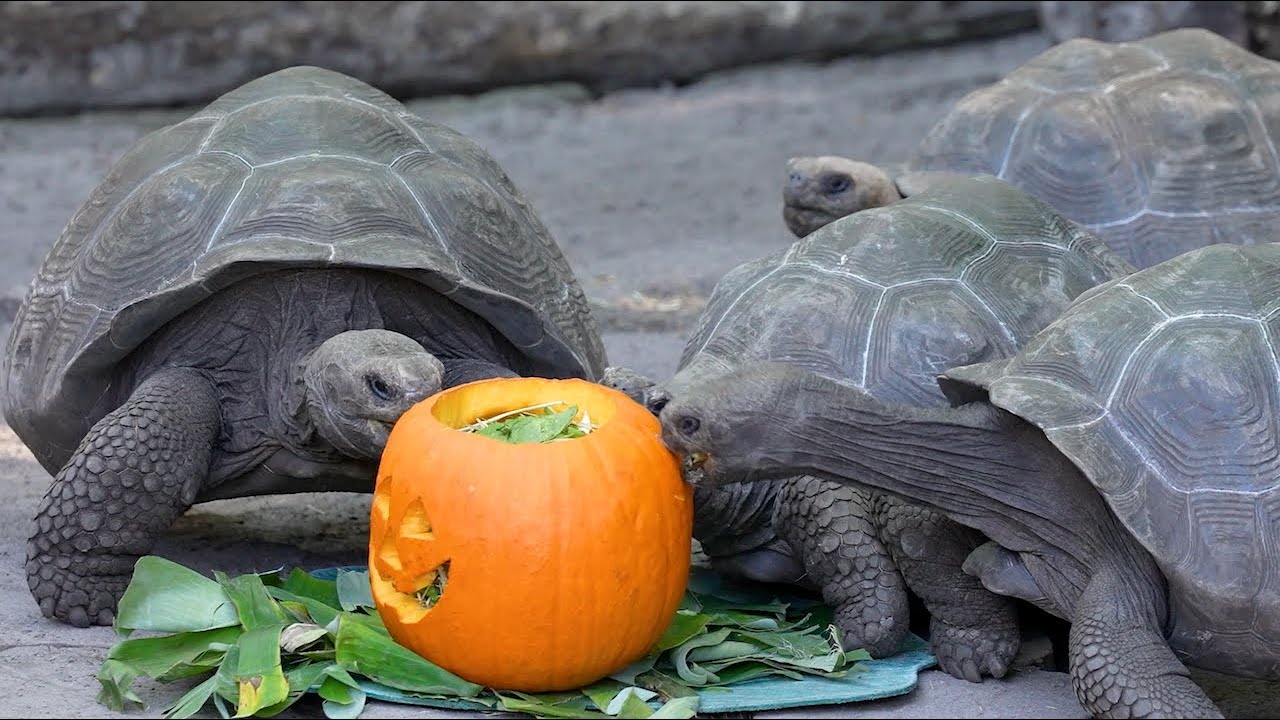 MyDisneyFix | Giant Galapagos Tortoises Celebrate Pumpkin Day at Disney ...