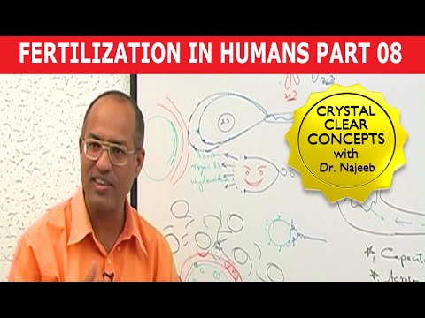 Human Fertilization Process 8/8 - Embryology - USMLE Step 1 - Le blog ...