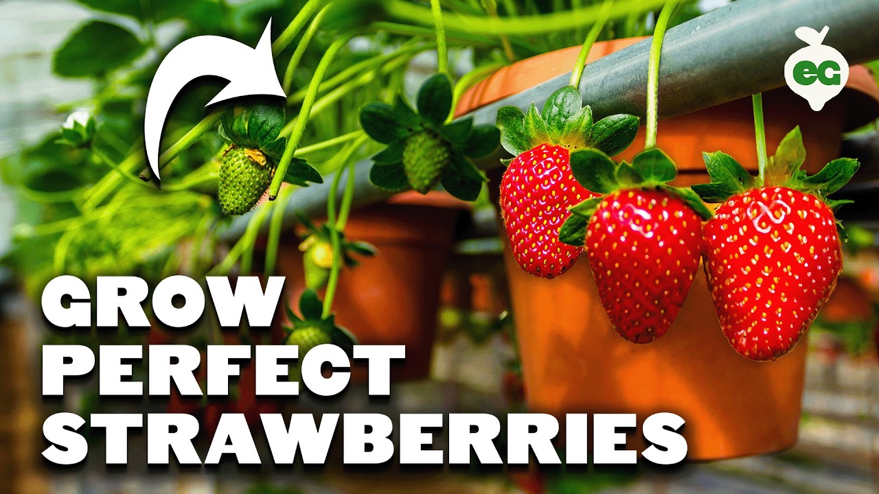 The Secret to Huge Strawberry Harvests in Containers 🍓🪴