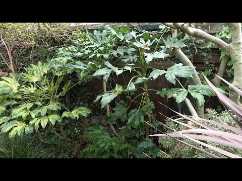 How to prune a Fatsia?