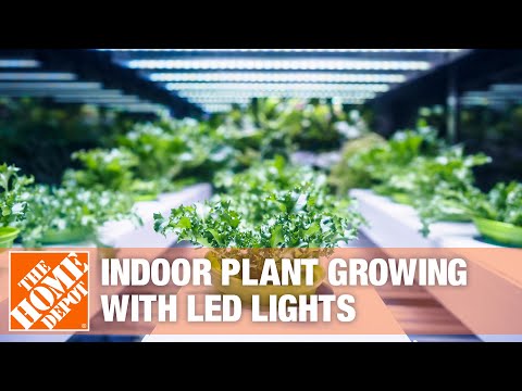 Indoor Plant Growing with LED Lights | The Home Depot