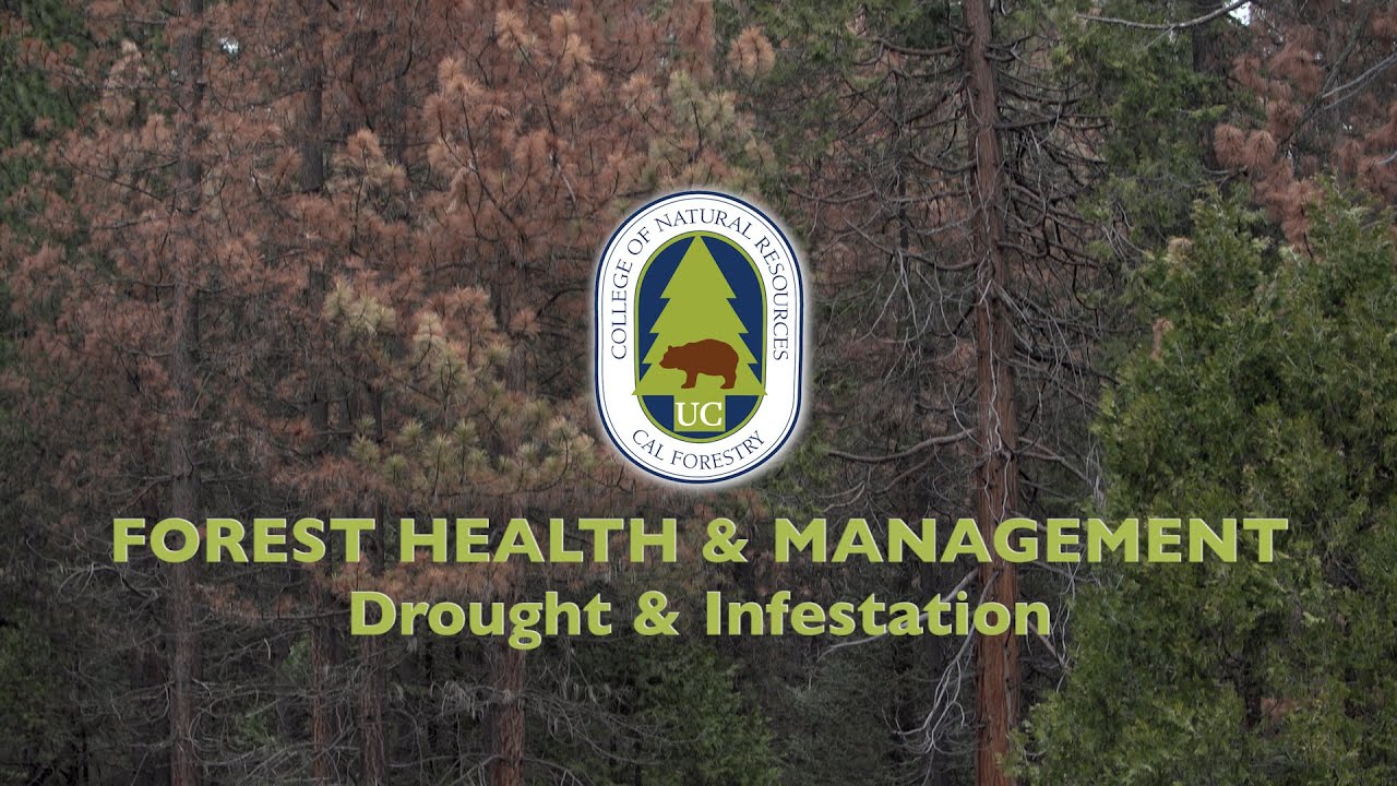 Forest Health and Management: Drought and Infestation