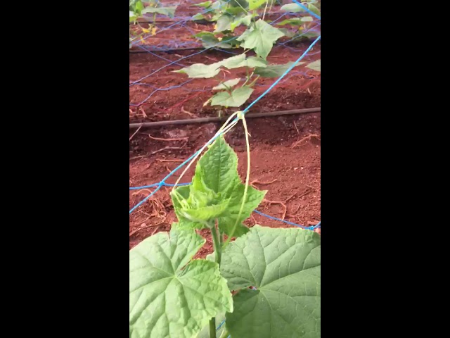 Crop Support Net - Crop Supporting Net Manufacturer from Surat