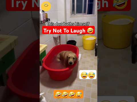 Try Not To Laugh ๐คฃ Funny Dogs Reactions #funnyvideo #Funnydogs #dogs #dogshorts #laugh #reaction