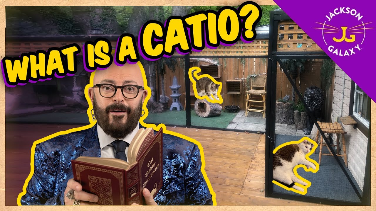What is a Catio? | Cat Daddy Dictionary