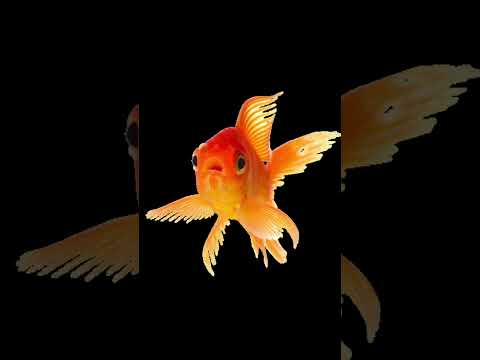 voice of gold fish