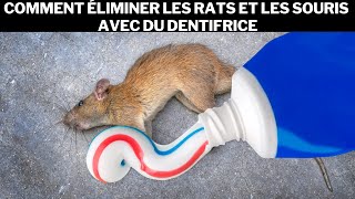 L'astuce du papier aluminium pour faire fuir les rats
