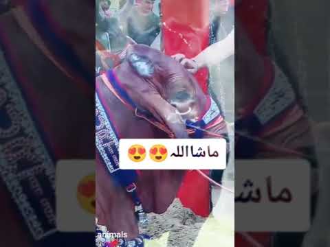 Sare La Makan se Talab hui munthaha woh Chale Nabi koi had hay aun kay aruig ki 2023✨🌙