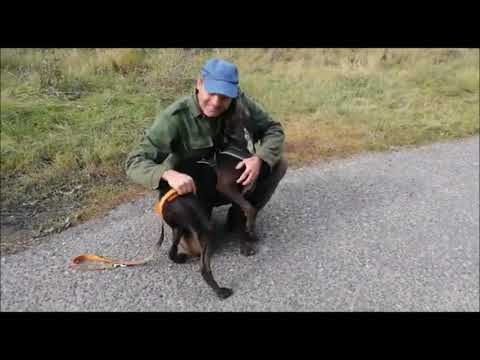 CONRAD wartet schon so lange-GNADENPLATZ | Hund, Viszla-Pointer-Dogge ...