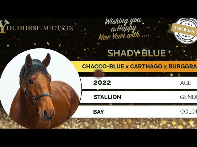 Youhorse.auction | Shady Blue
