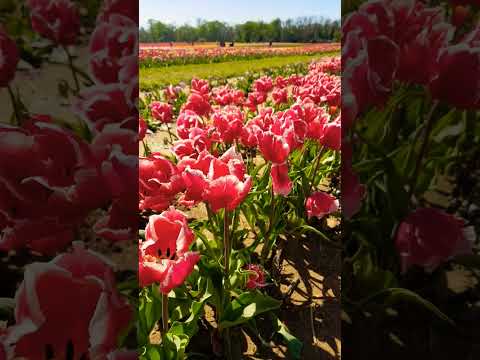 AMAZING Tulip Garden in USA π₯° #shorts