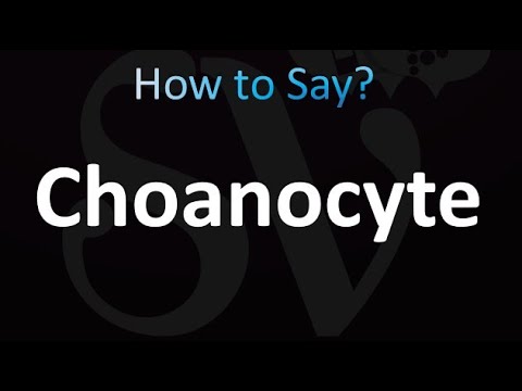 How to Pronounce Choanocyte (correctly!)