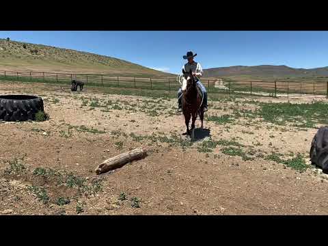 9 yr old QH registered mare. Call or text Dawson at 2089712970 for more info.
