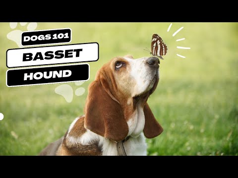 Basset Hound | Dogs 101