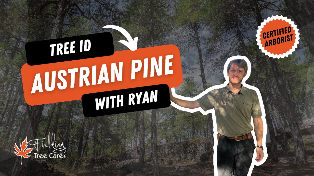 How to Identify Austrian Pine Trees - Expert Tree Guide
