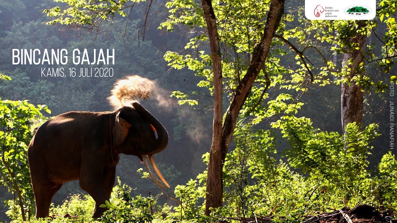 Galeri Video | Forum Konservasi Gajah Indonesia