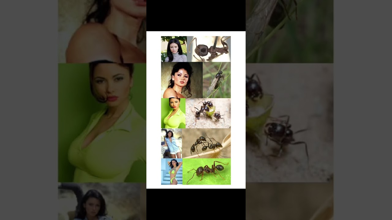 Veronica Zemanova, 🐜