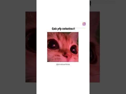cats pfp collection!! (cat profile picture collection) ♥︎